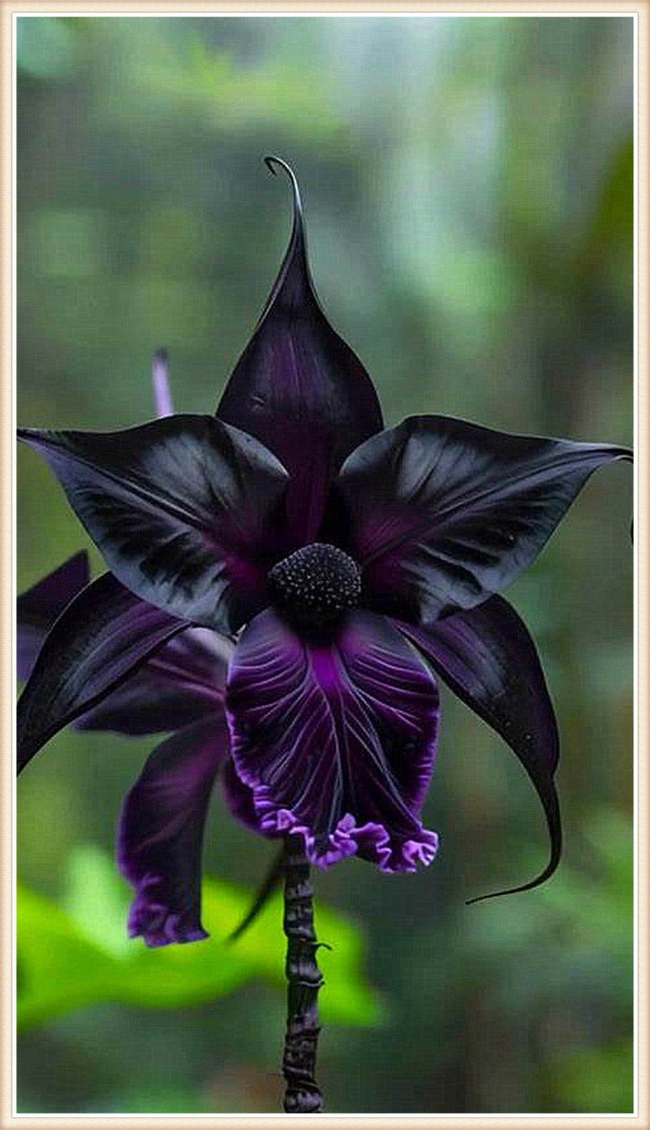 Surprise to Grow Pots to Grow Fall or Spring Indoor or Outdoor ...