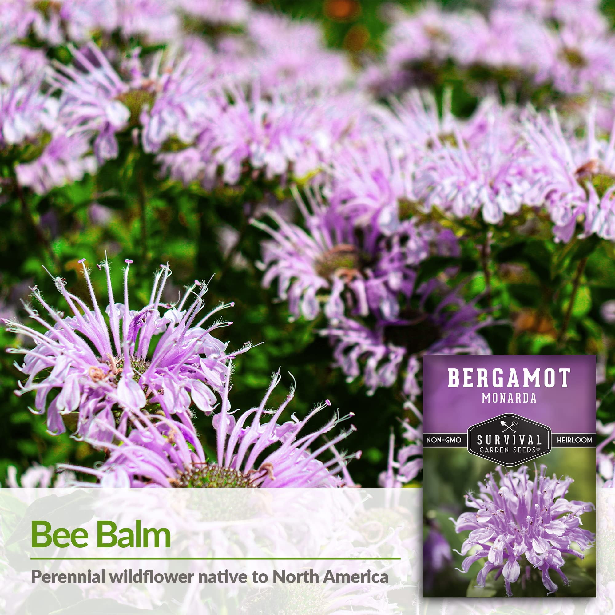 Survival Garden Seeds - Bergamot Herb (Bee H2FSDBalm) Seed Packet with ...