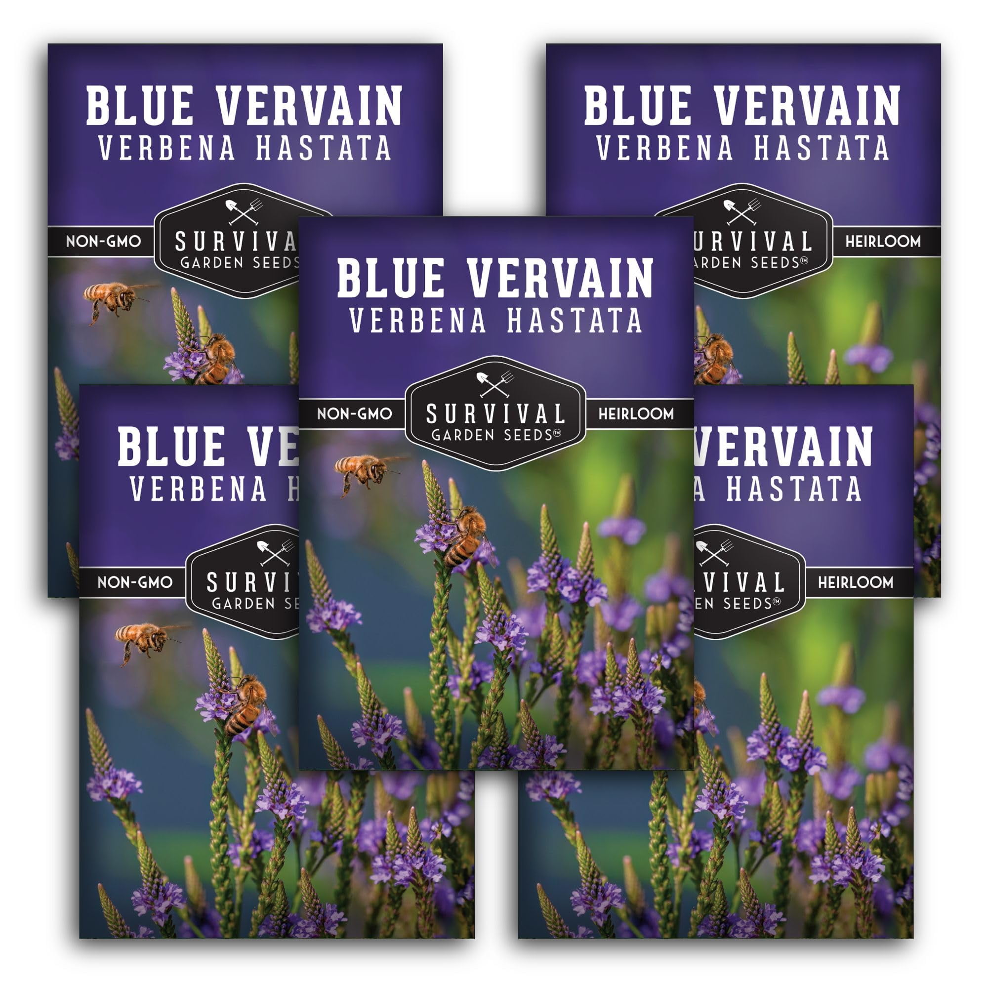 Blue Vervain Seeds for Planting (Verbena Hastata) | North American ...