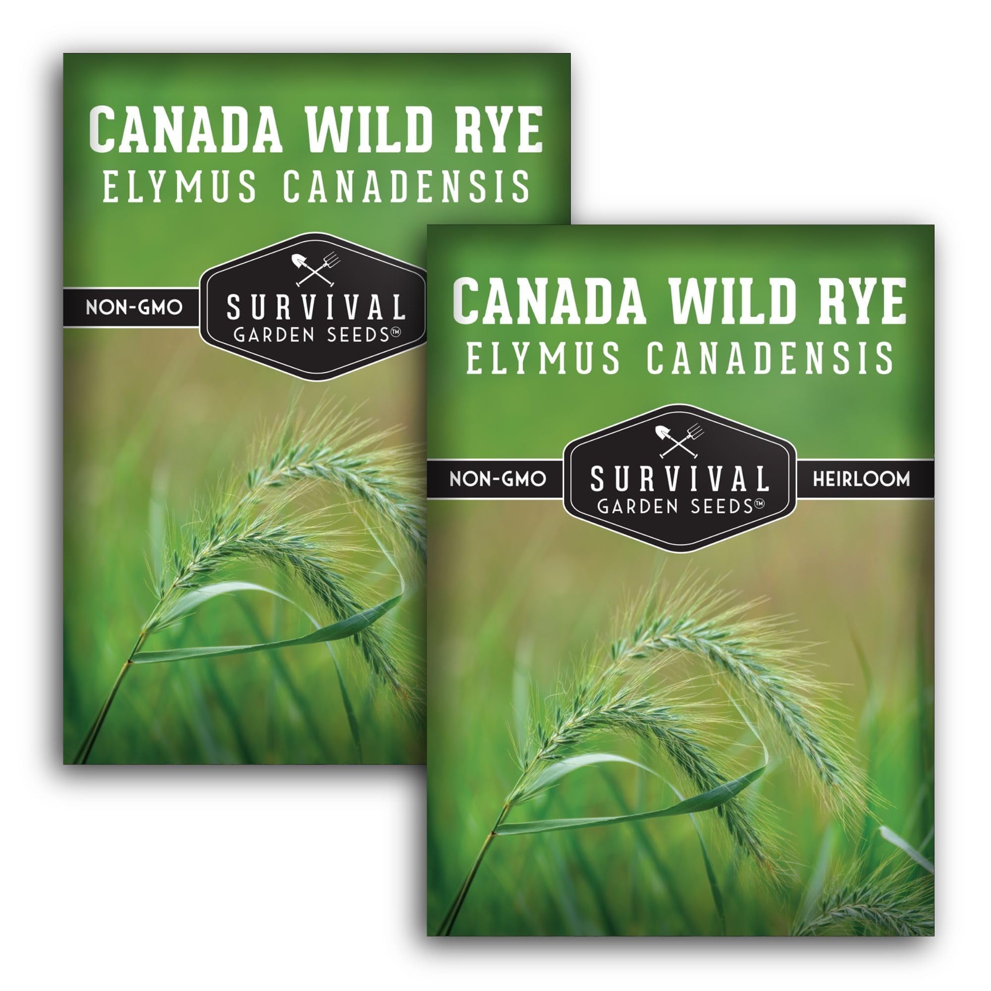 Canada Wild Rye Seeds | Fast-Growing for Erosion Control - Native North ...