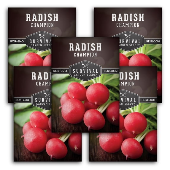 5 Pack Champion Radish Seeds - Non-GMO Heirloom Vegetable Seed - Full ...