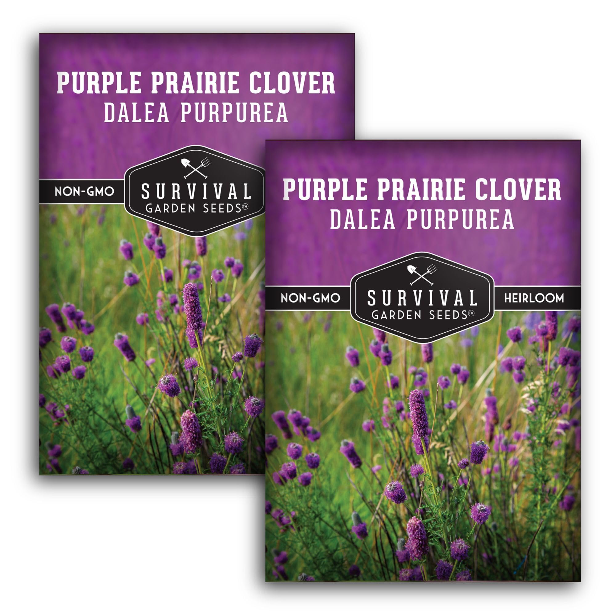 Survival Garden Seeds - Purple Prairie Clover Seeds for Planting ...