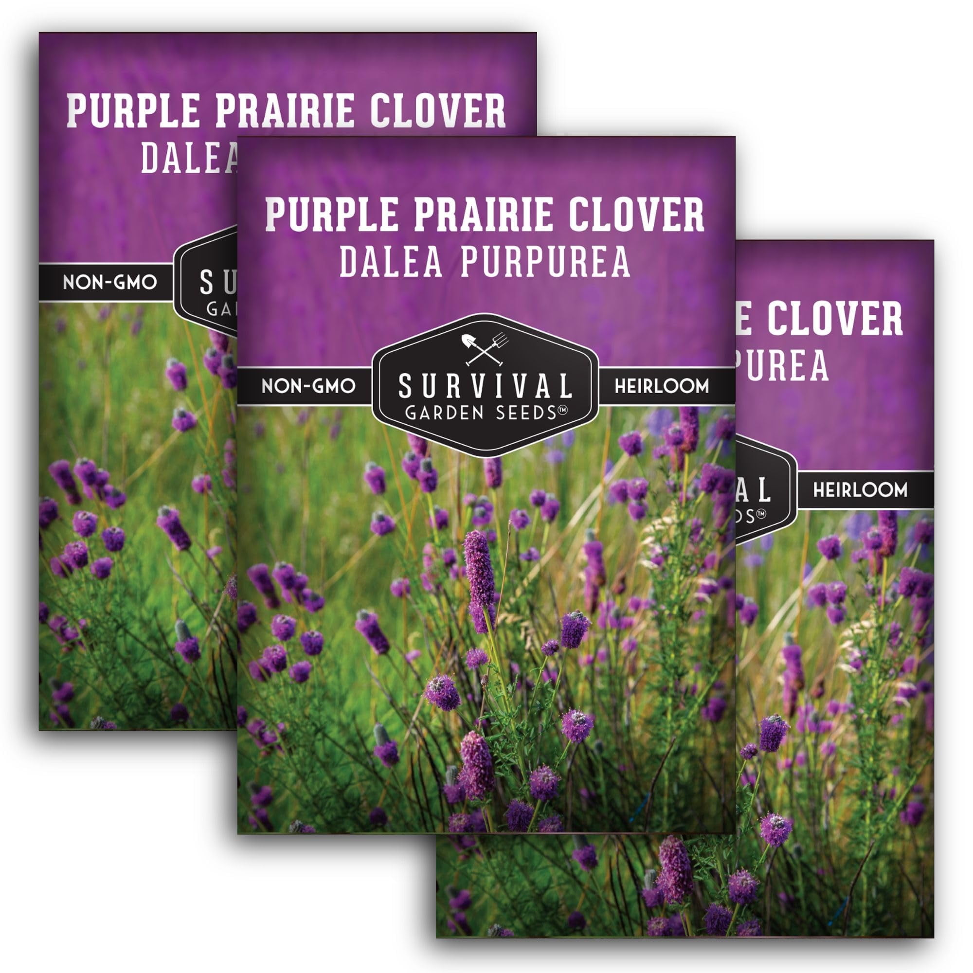 Purple Prairie Clover Seeds for Planting | Dalea purpurea | Drought ...