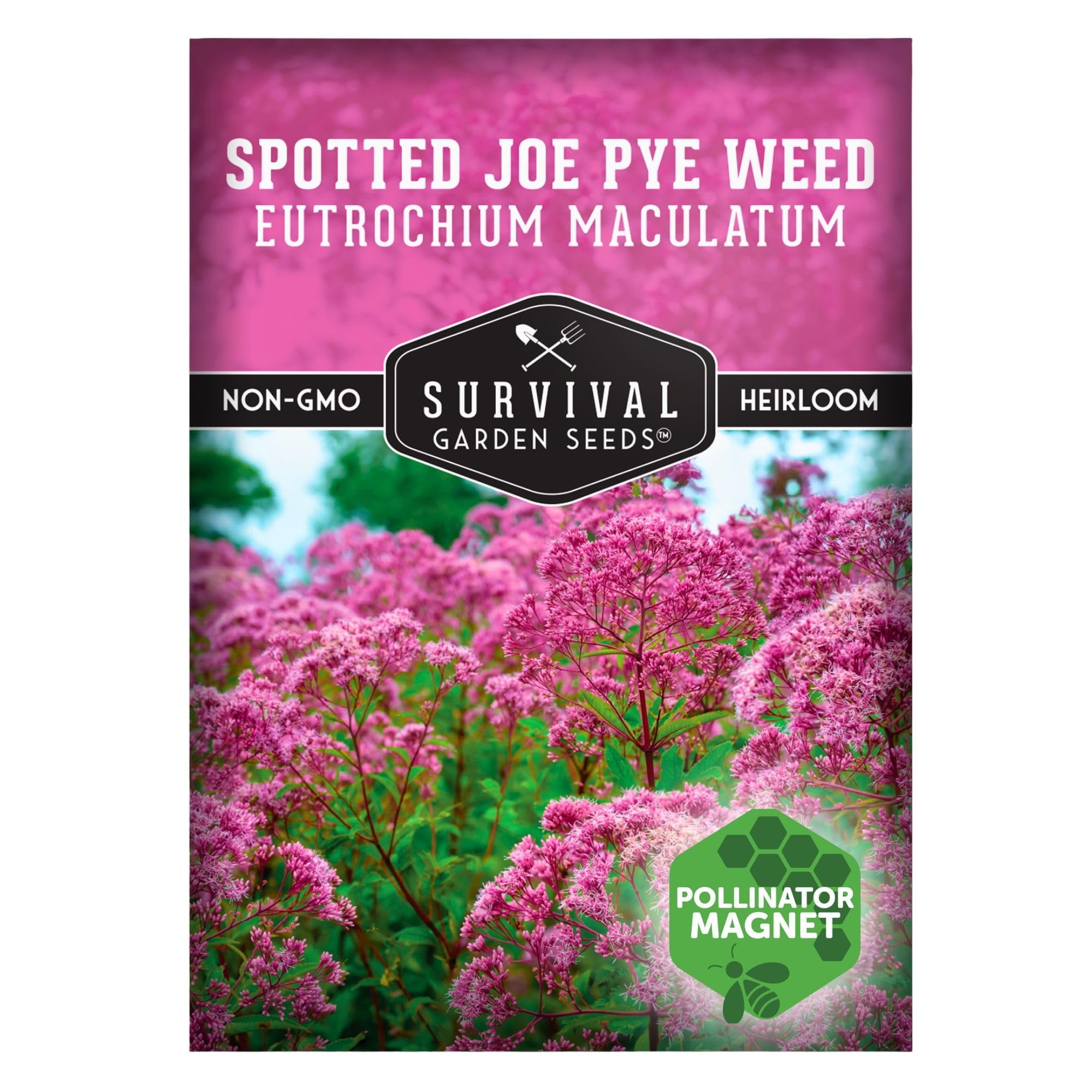 Spotted Joe Pye Weed Seeds for Planting | Perennial North American ...