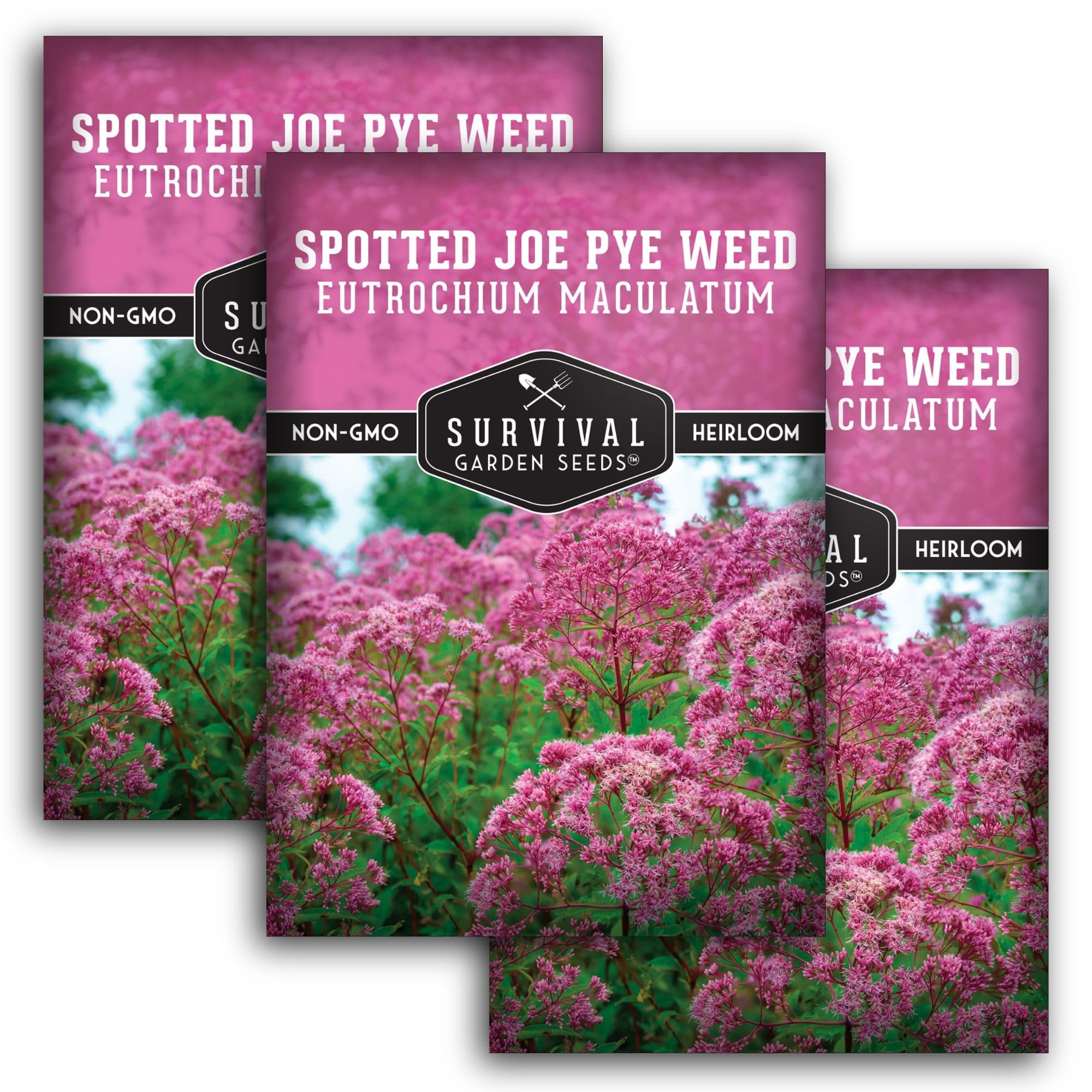 Survival Garden Seeds - Spotted Joe Pye Weed Seeds for Planting ...