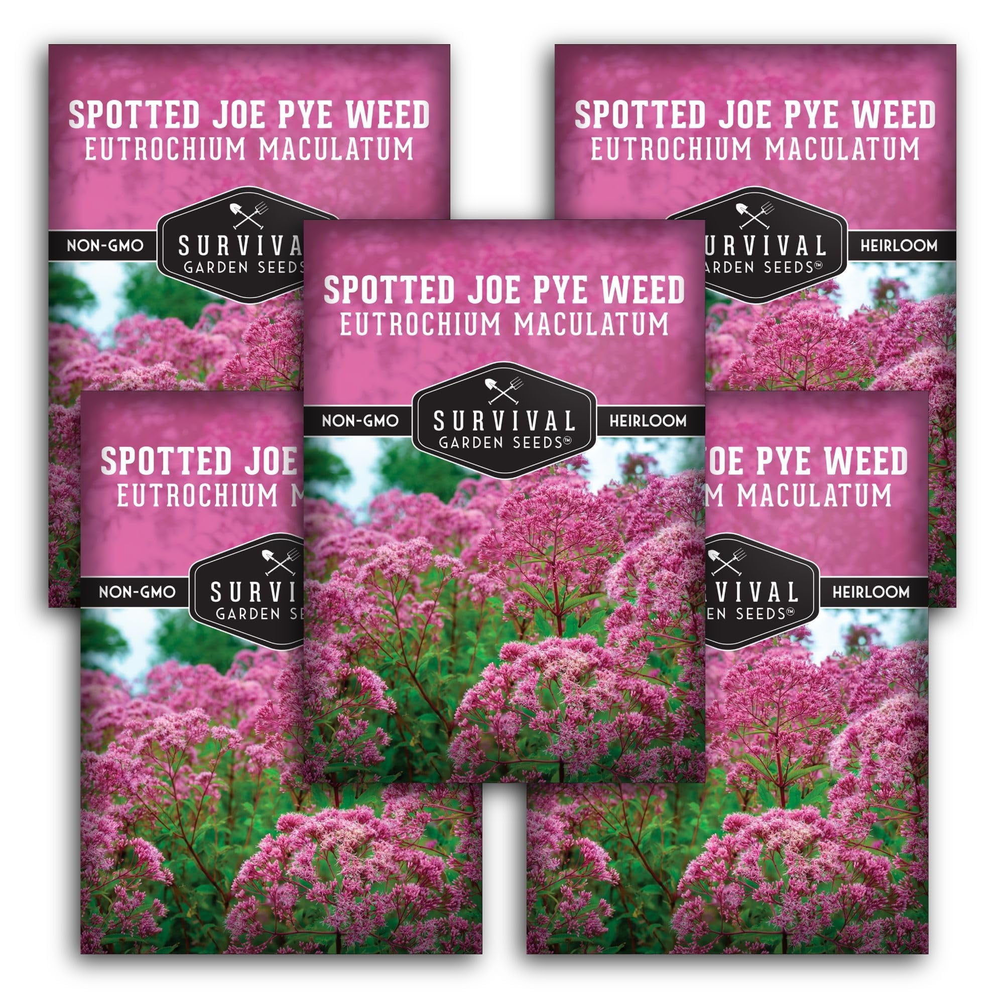 Spotted Joe Pye Weed Seeds - Full Sun Perennial North American Native ...