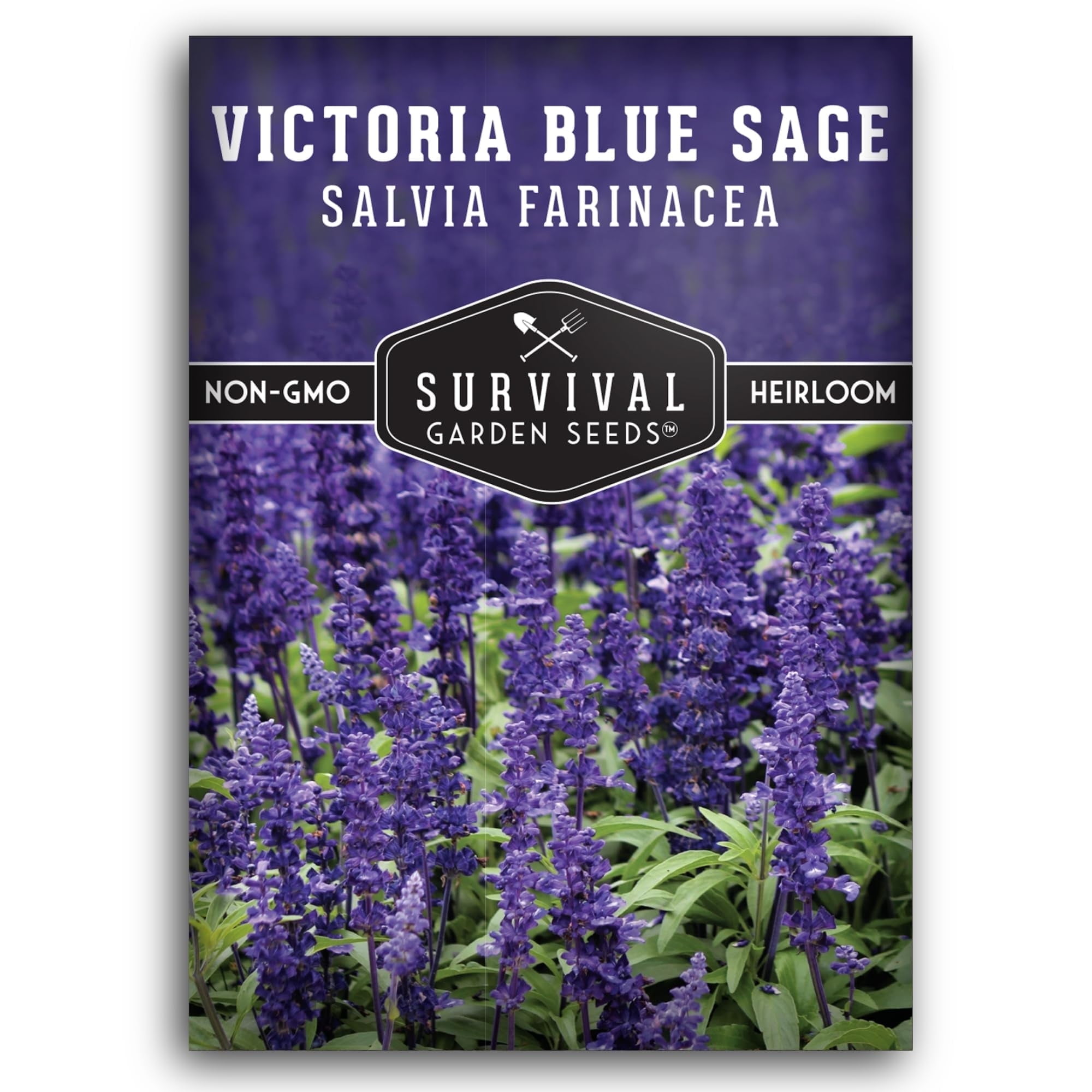 Victoria Blue Sage Seeds - Heirloom Full Sun Perennial 1 Pack - Walmart.com