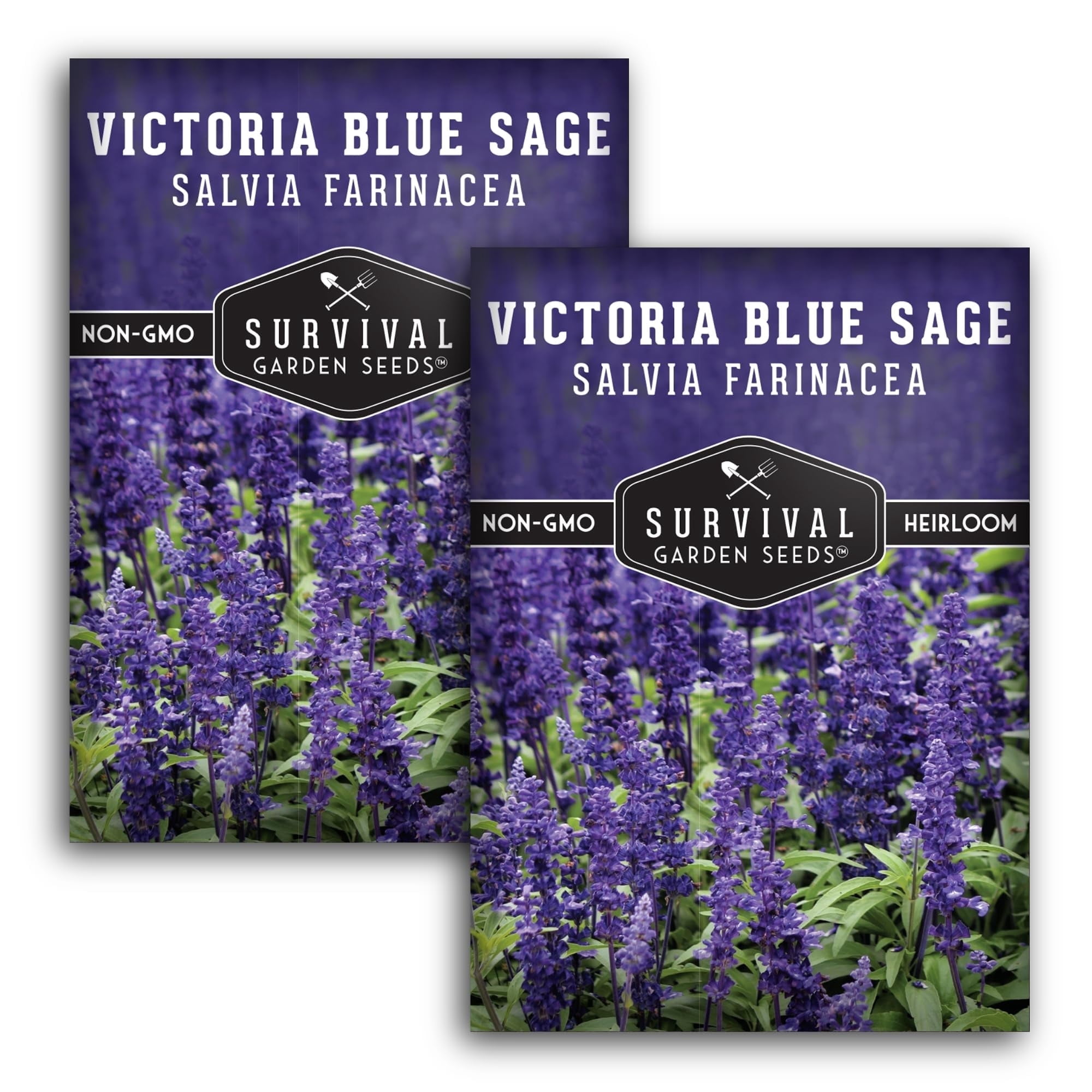 Victoria Blue Sage Seeds - Heirloom Full Sun Perennial Flower - 2 Packs ...