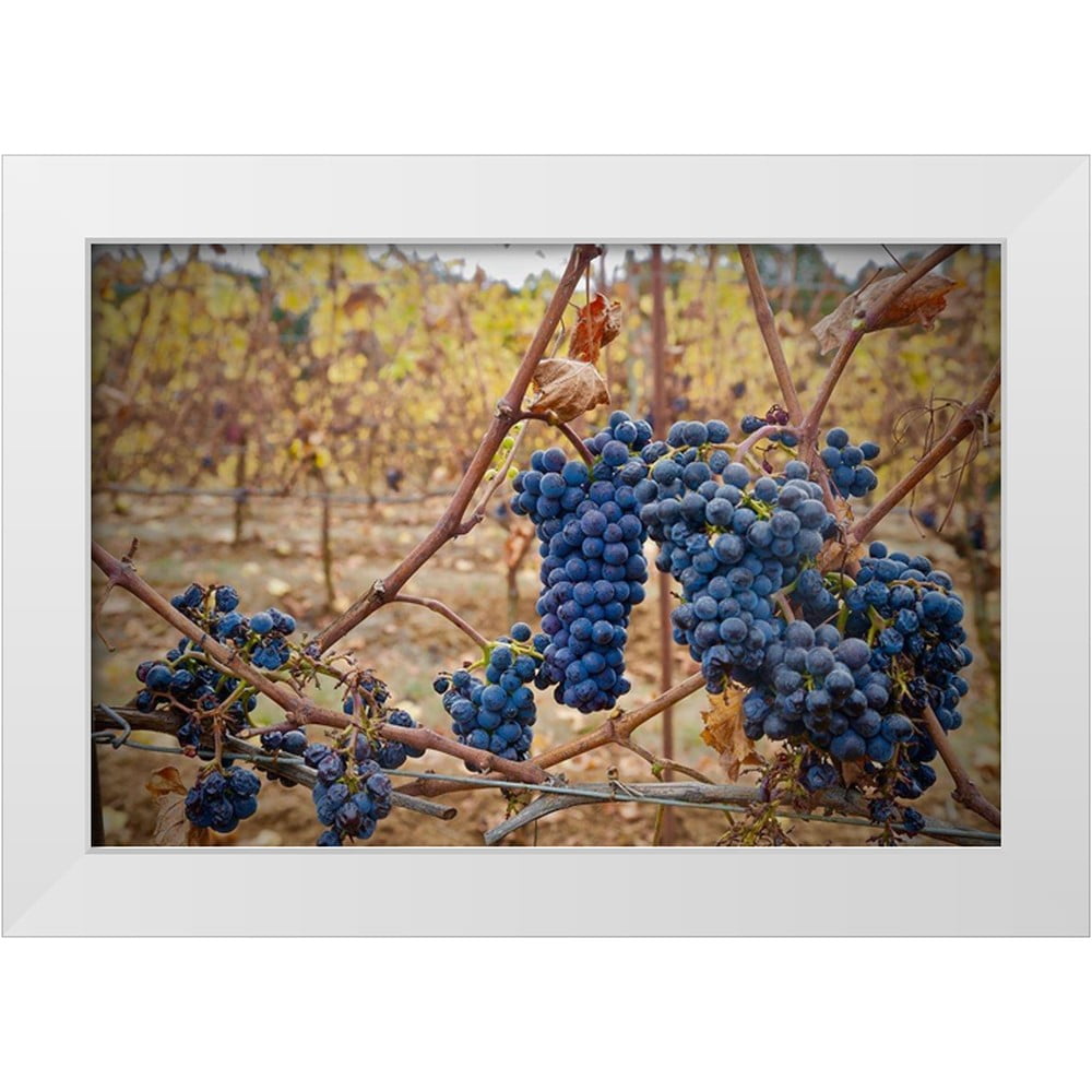 Susan Vizvary Photography 14x11 White Modern Wood Framed Museum Art ...