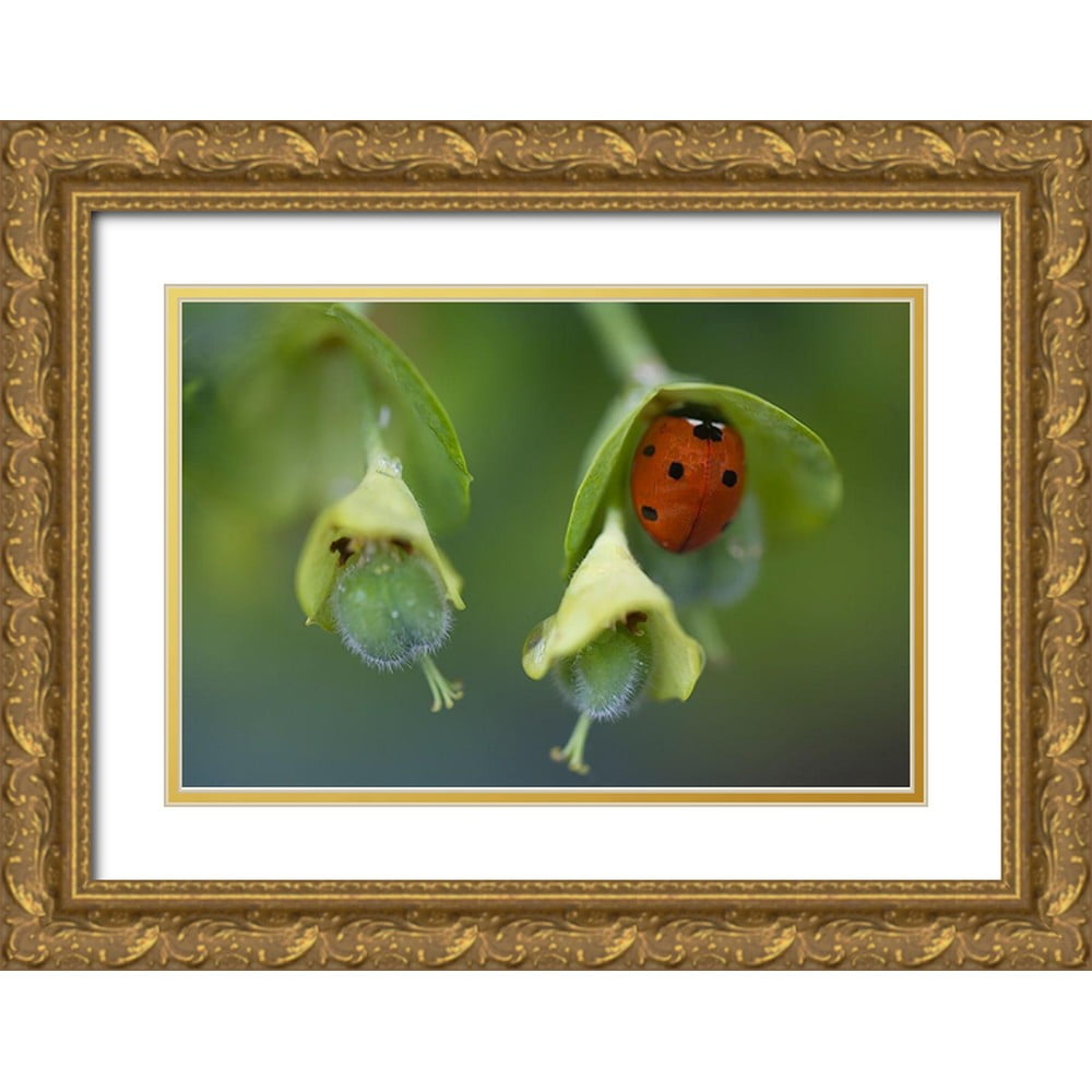 Susan Vizvary Photography 32x23 Gold Ornate Wood Framed with Double ...