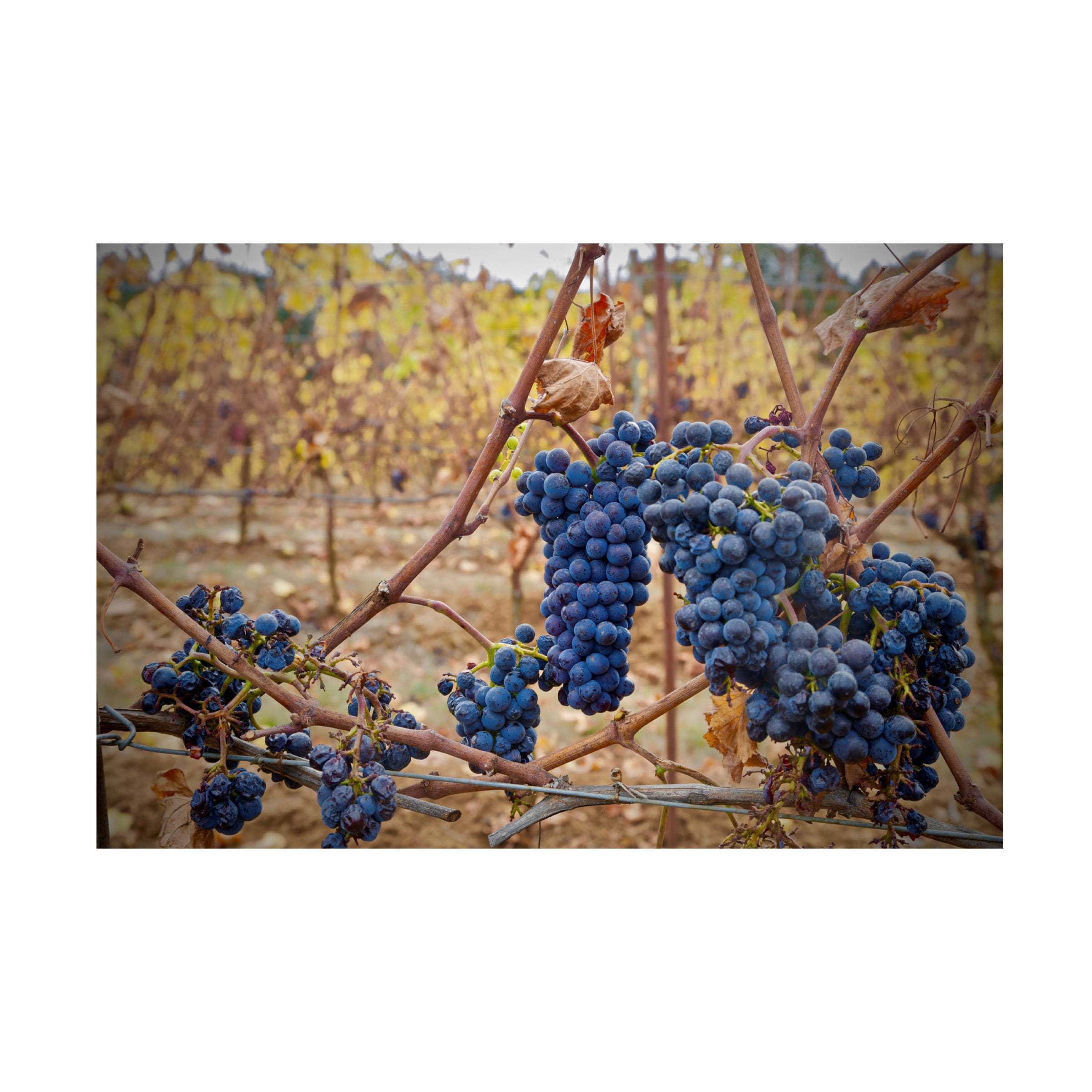 Susan Vizvary Photography 'Grapes on a Vine' Canvas Art - Walmart.com