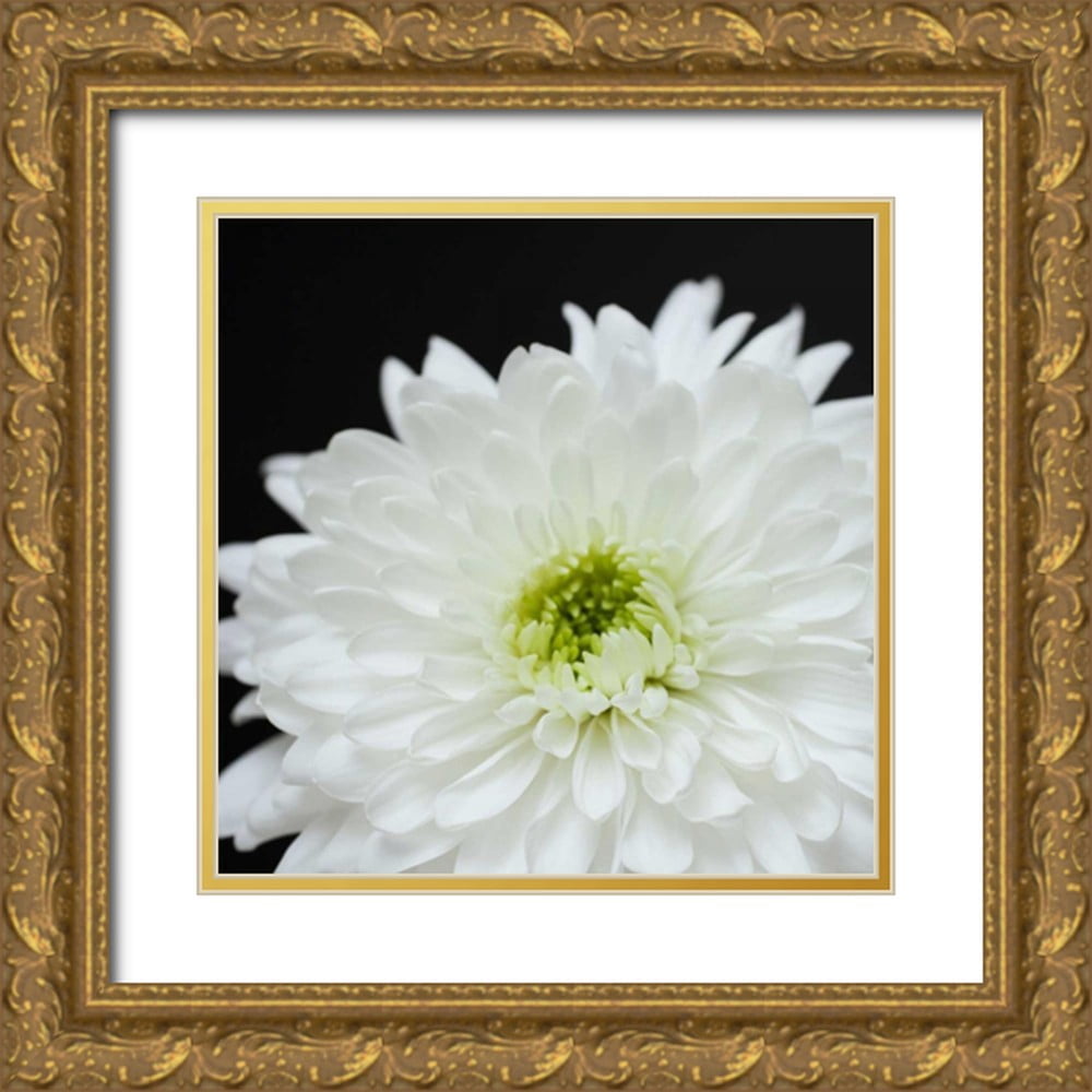Susannah Tucker Photography 12x12 Gold Ornate Wood Framed with Double ...