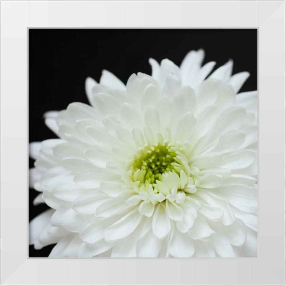 Susannah Tucker Photography 26x26 White Modern Wood Framed Museum Art Print Titled - Dramatic ...