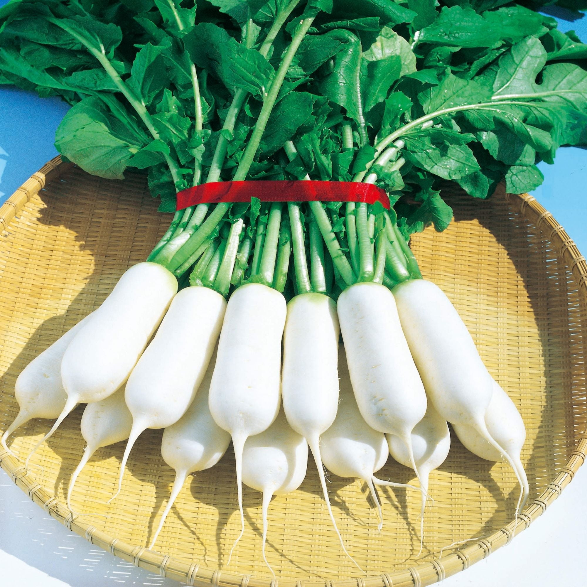 Sushiro Korean Radish 2 Gram ~250 Seeds - Hybrid Altari Type - Raphanus ...