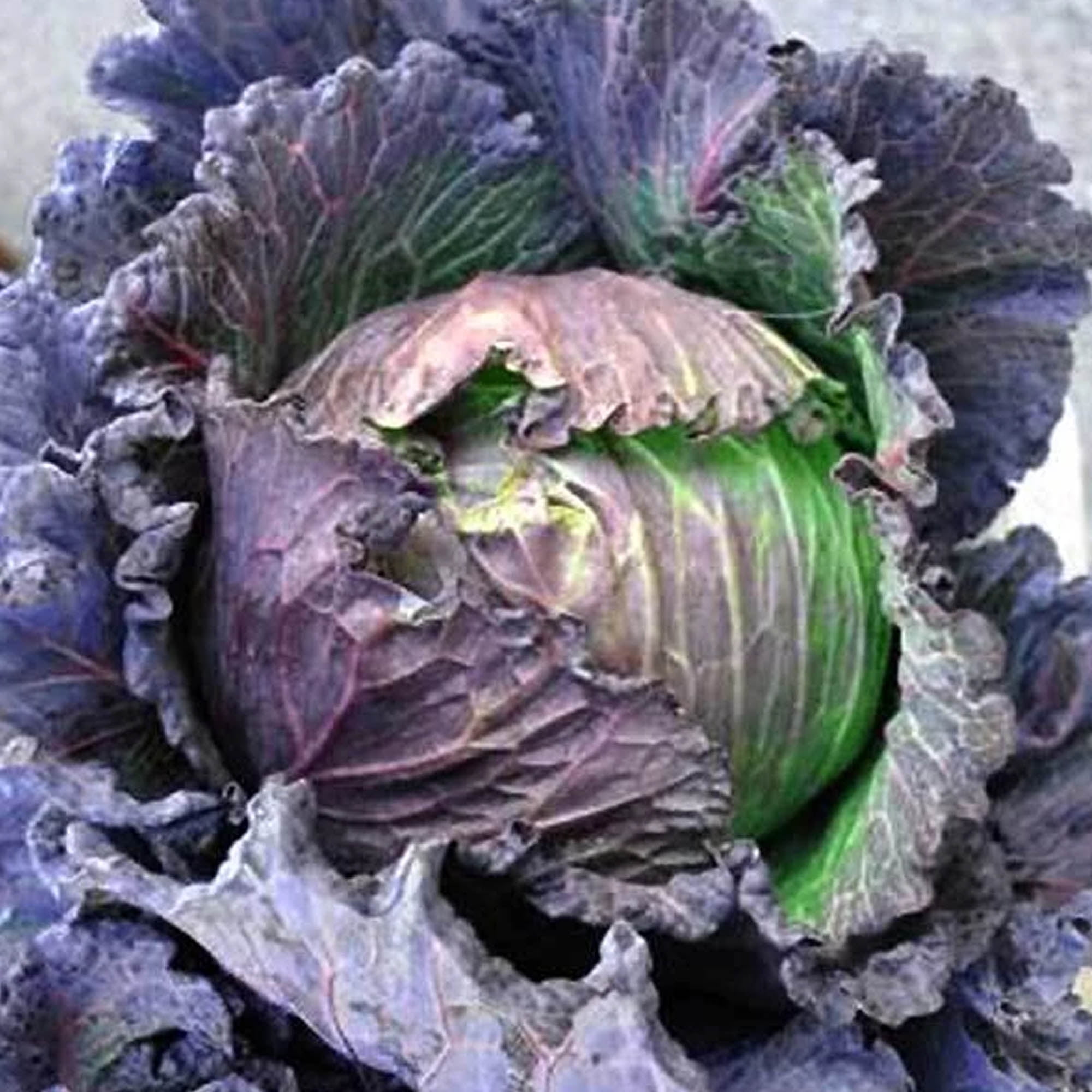 Sustainable Seed Company Purple Savoy Cabbage Seeds, Heirloom, Non-GMO ...
