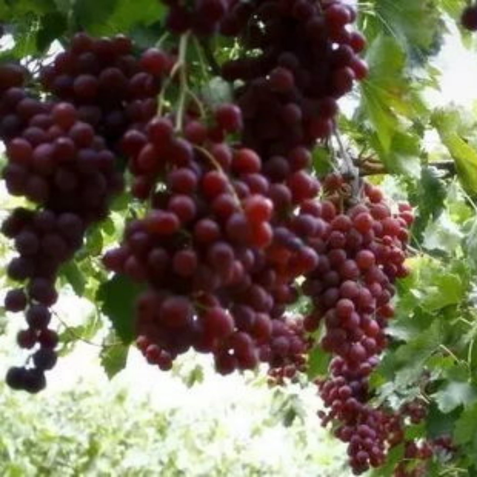 Sustainable planting of grapevine seedlings, full fruits, suitable for ...