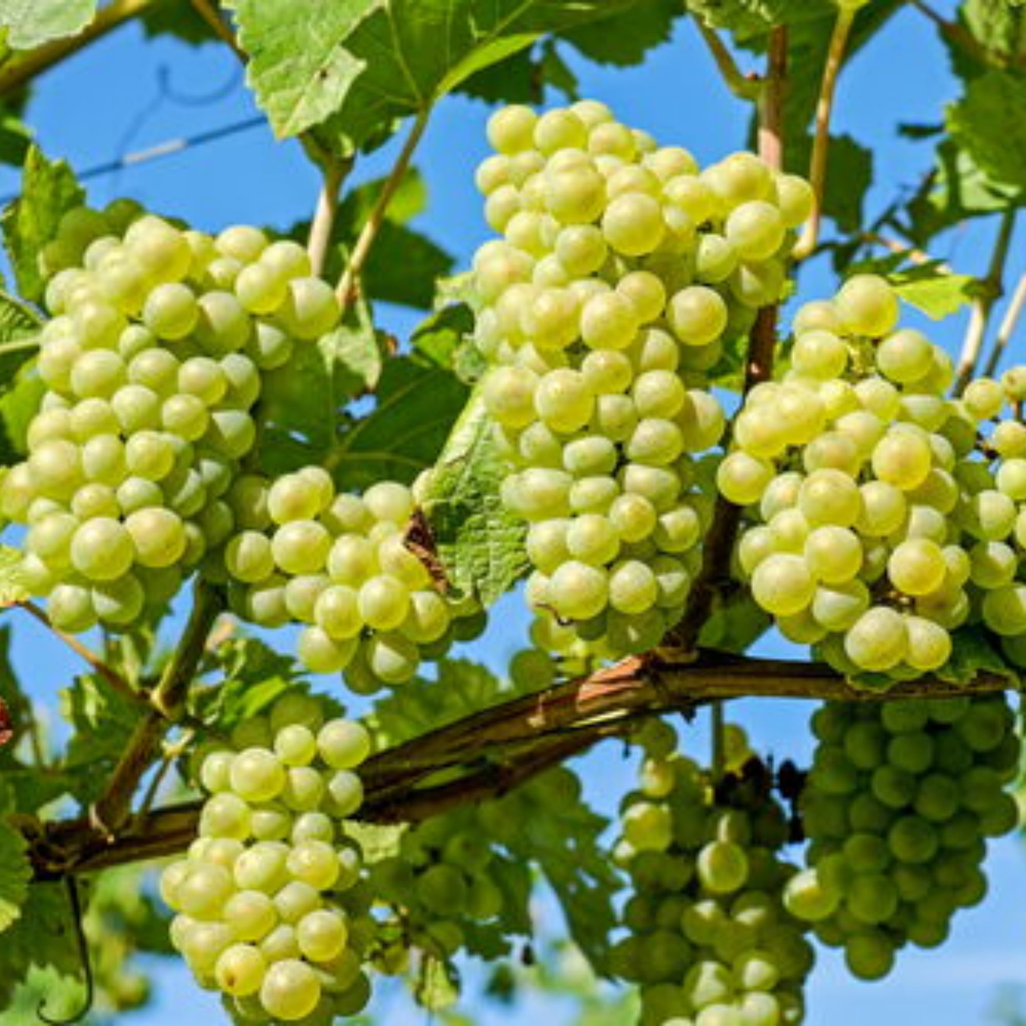 Sustainable planting of grapevine seedlings, full fruits, suitable for ...