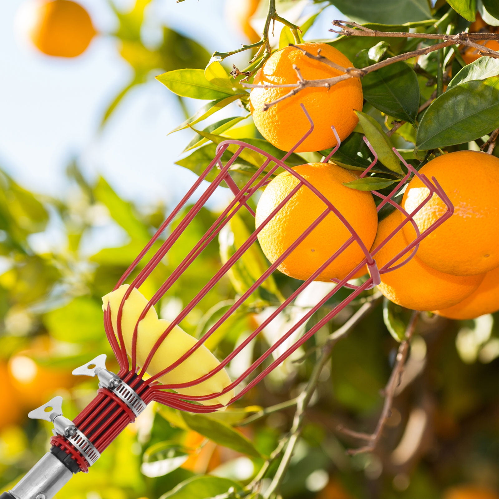Sutowe Telescopic Handle Fruit Picker Set Adjustable Fruits Catcher ...