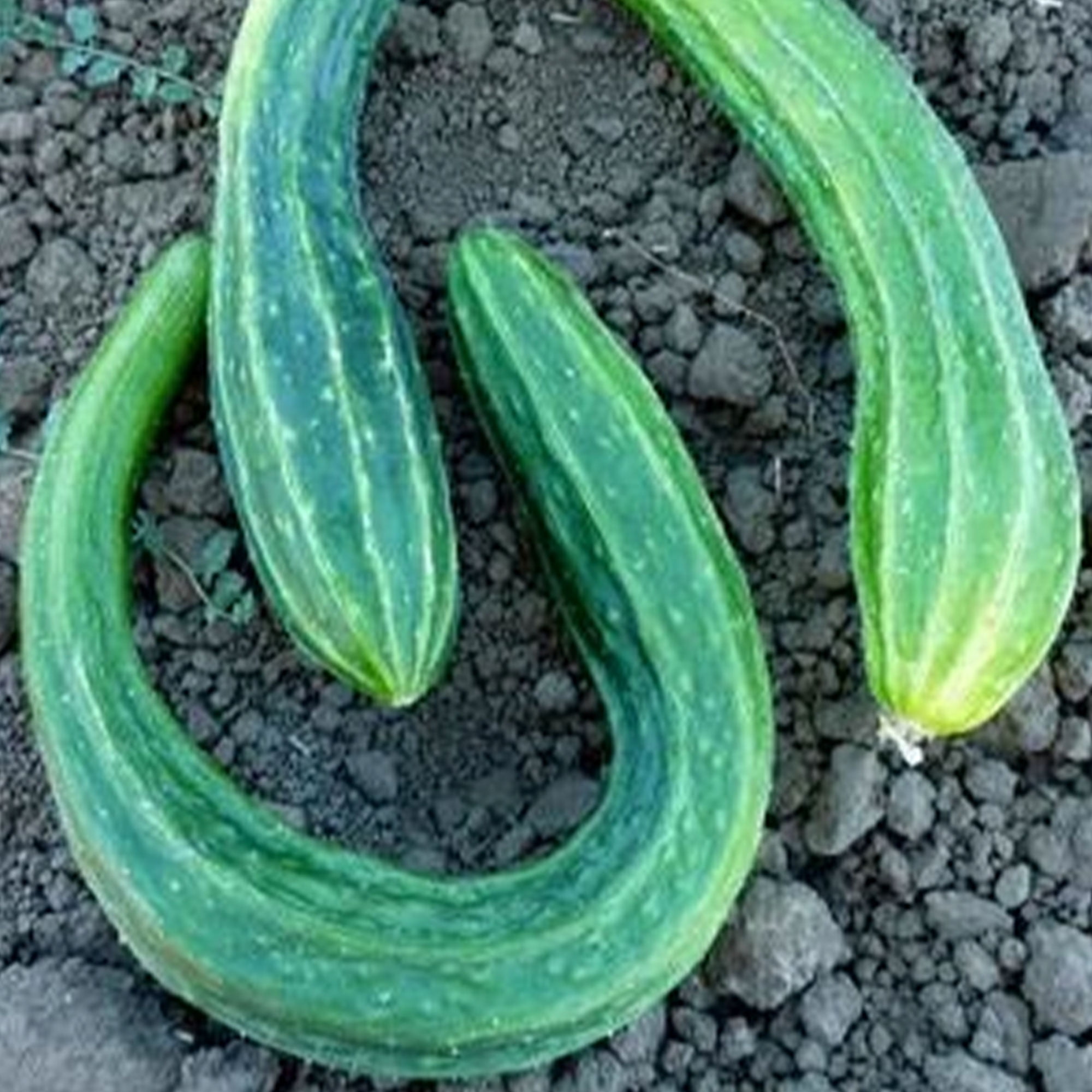Suyo Long Cucumber Seeds - 1 OZ ~700 Seeds - Heirloom, Open Pollinated ...