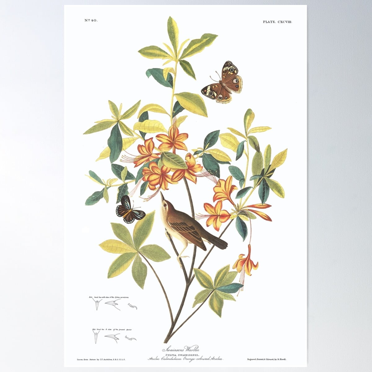 Swainson'S Warbler - John James Audubon Poster Wall Art, Modern Wall ...