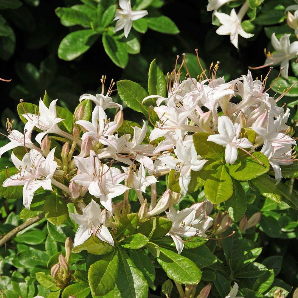 Swamp Azalea-Fragrant Flowers-Attracts Pollinators 3 Gallon - Walmart.com