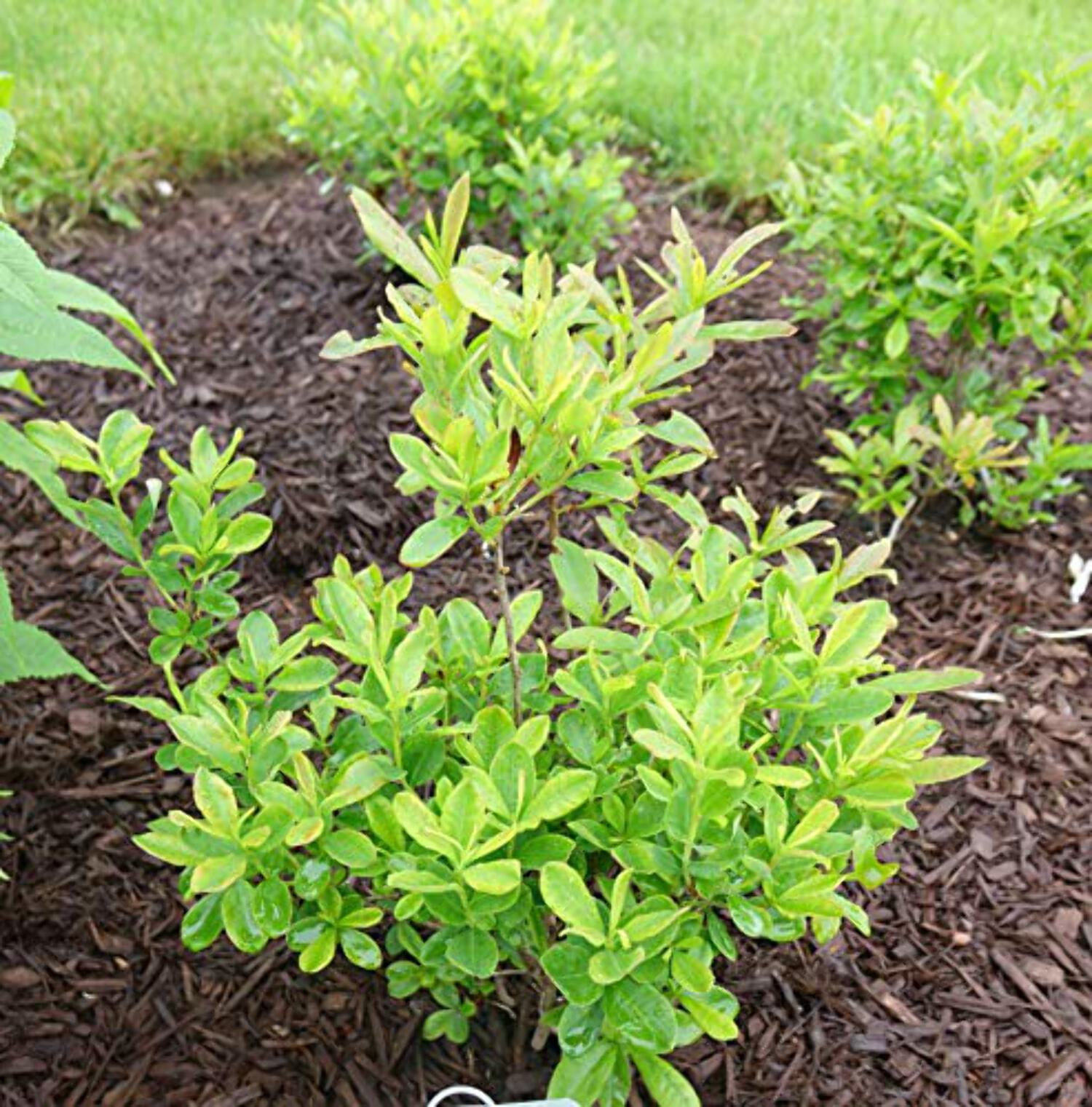 Swamp Azalea - Walmart.com