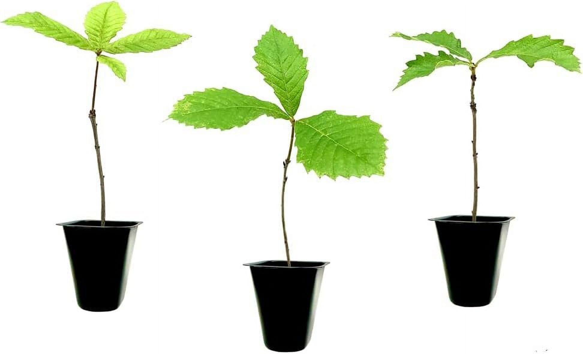 Swamp Chestnut Oak Tree 3 Live Seedlings Quercus Michauxii Perfect for ...
