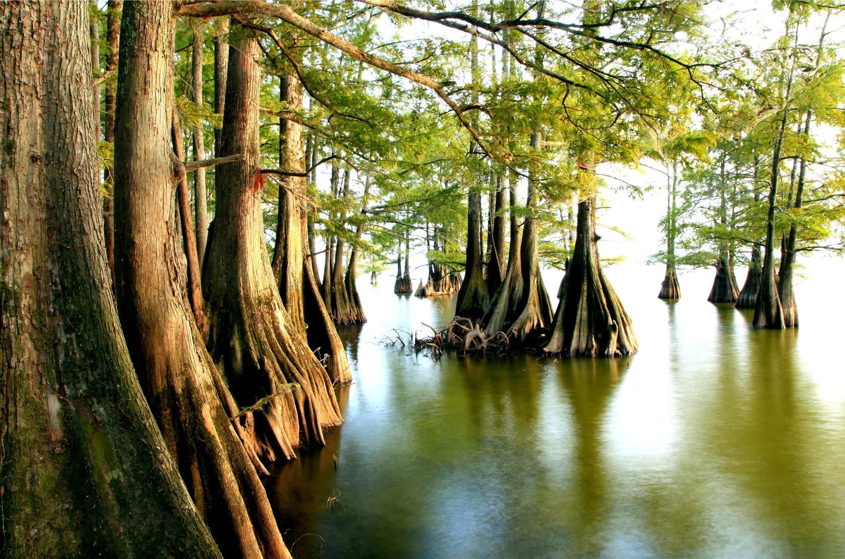 CZ Grain 10 Swamp Cypress Seeds, Taxodium distichum VAR Imbricarium ...