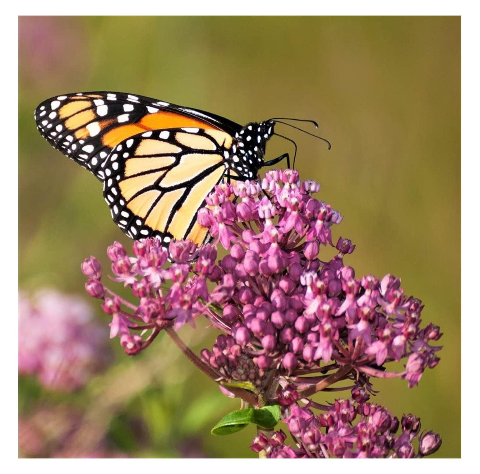 Swamp Milkweed Plant Live Rose Milkweed Asclepias Incarnata Starter ...