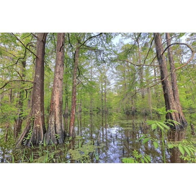 Swamp Southern Louisiana Poster Print - Walmart.com