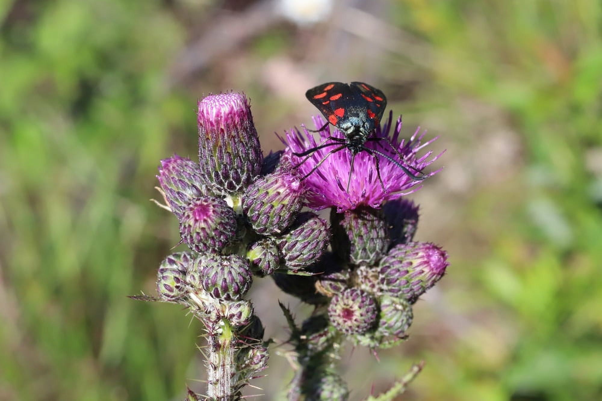 Cirsium muticum (100 Seeds) - Swamp Thistle Native Seeds for Planting ...