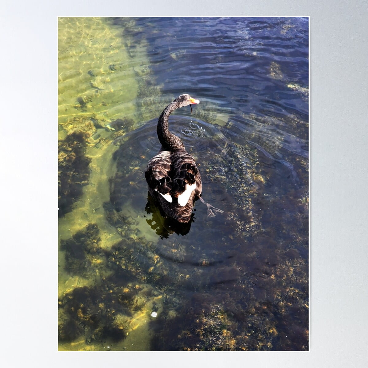 Swan Can Do It! Poster Wall Art, Modern Wall Decor For Living Room ...
