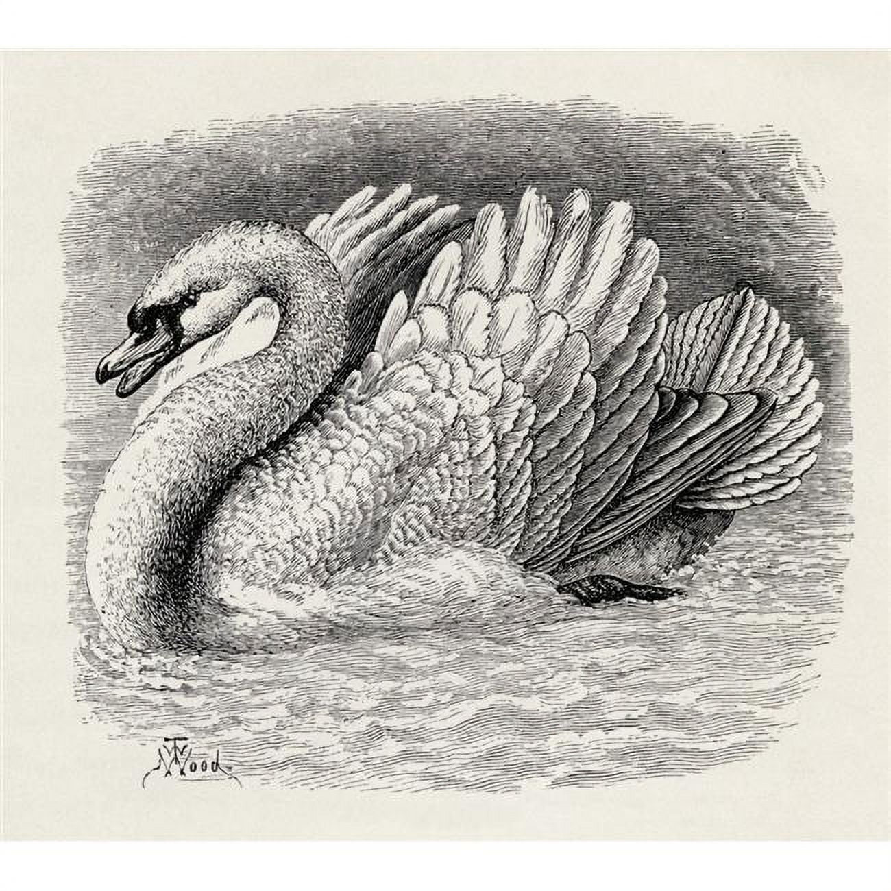 Swan Driving Away An Intruder. Illustration Drawn From Life by Mr. Wood ...
