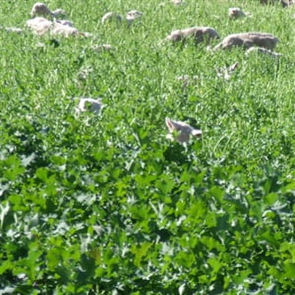 Swede Major Plus Seed - 1 Lb. - Walmart Business Supplies