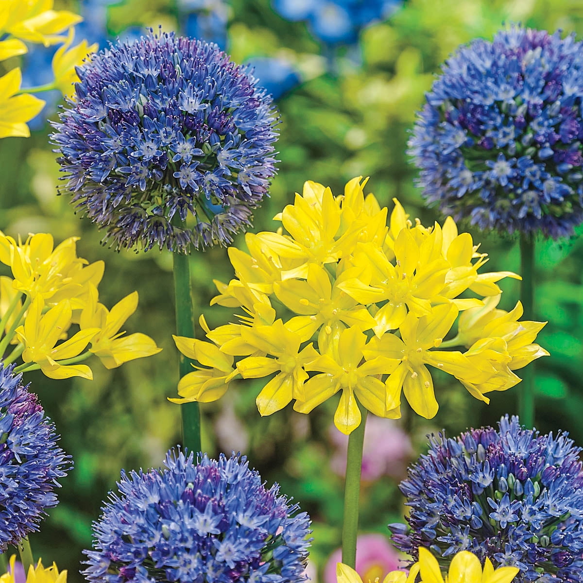 Swedish Flag Duet Allium Dormant Spring Flowering Bulbs 100 Pack ...