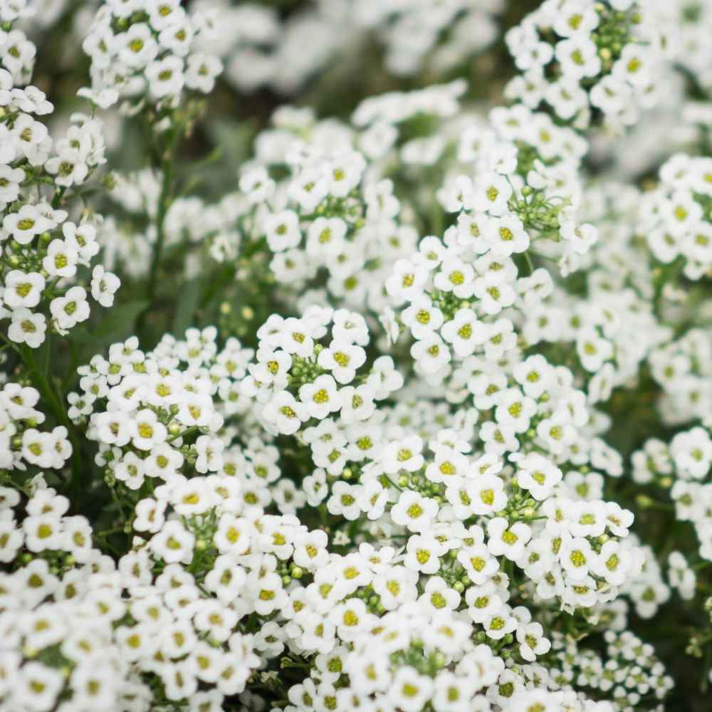 Sweet Alyssum Seeds Lobularia Maritima Drought Tolerant Wild Flower ...