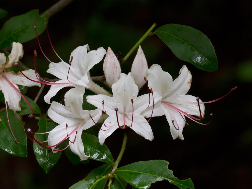 RedCrocus Sweet Azalea Azalea arborescens - Fragrant, Pollinator ...