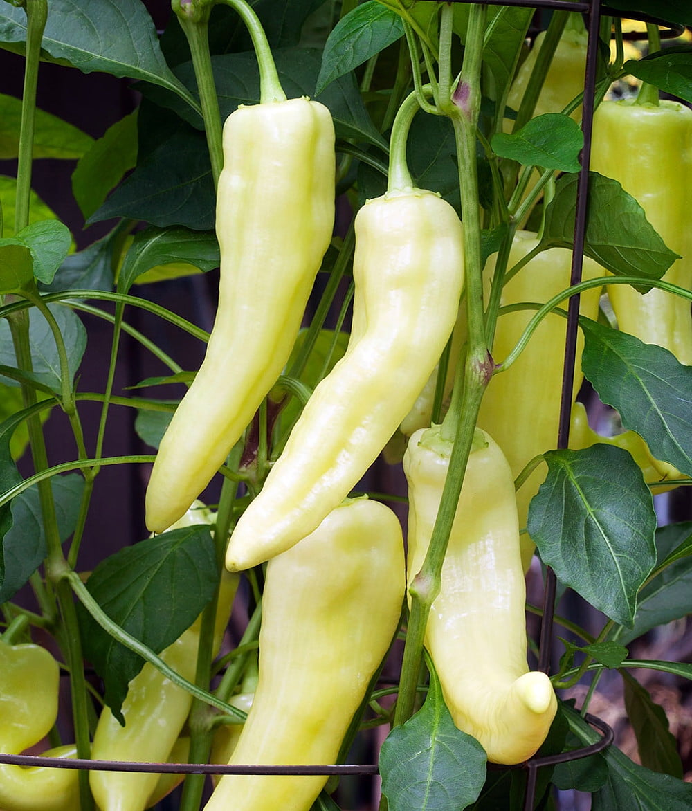 Organic Hot Banana Pepper Plant - 4" Pot - No GMOs - Heirloom - Walmart.com