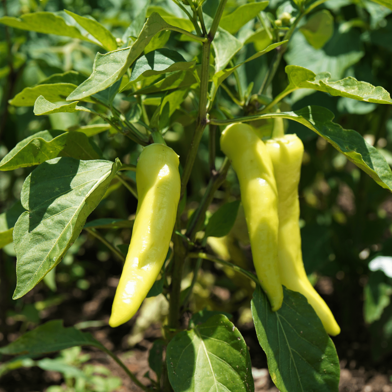 Sweet Banana Pepper | Two Live Garden Plants | Non-GMO, Sweet, Tangy ...