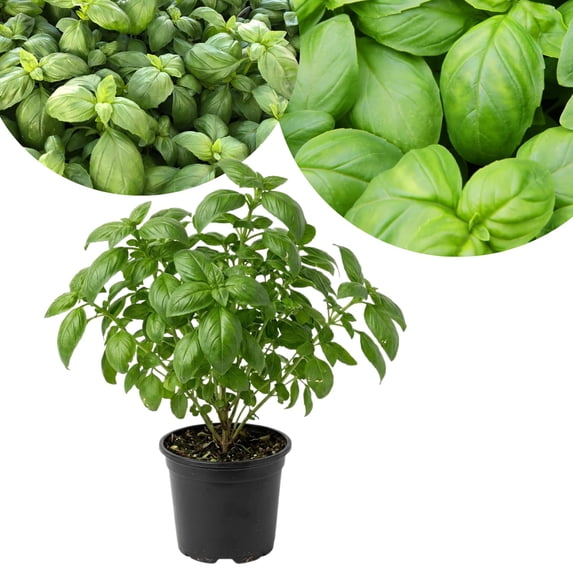 Sweet Basil Live Plant, Live Basil Herb Plant, Ready to Grow Indoor ...