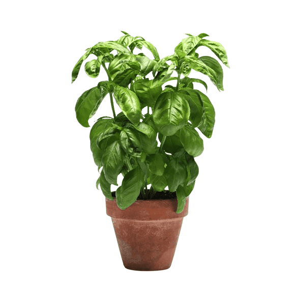 Basil Plants in Herb Plants - Walmart.com