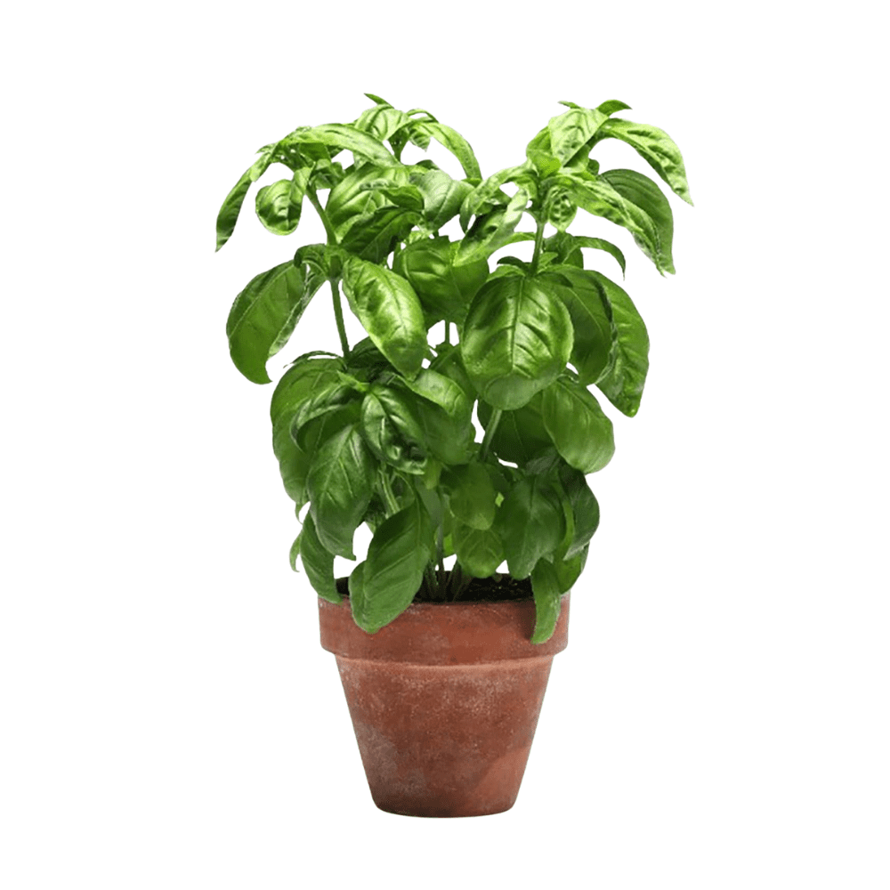 Sweet Basil Live Plant in Pot, Basil Herb Plant for Indoor Outdoor ...