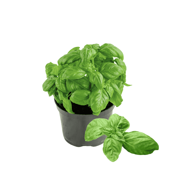 Basil Plants in Herb Plants - Walmart.com