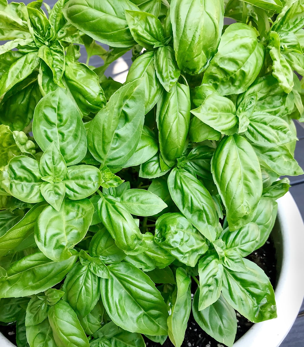 Sweet Basil - Must Have Herb - Quart Pot - Live Plant - Walmart.com