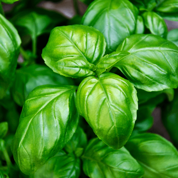 Basil Plants in Herb Plants - Walmart.com