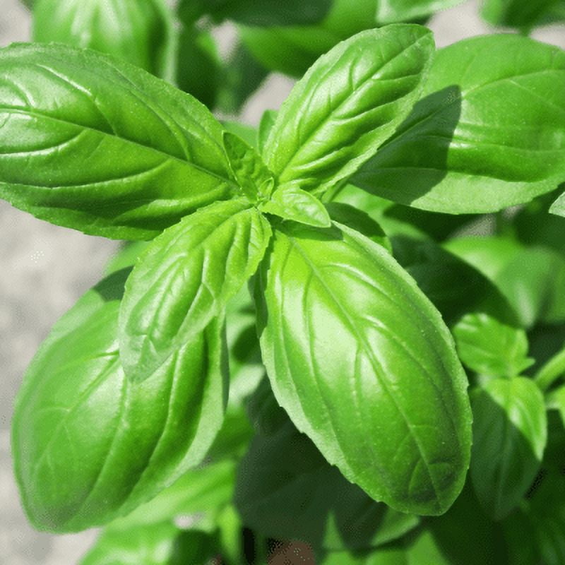Sweet Basil | Two Live Herb Plants | Non GMO, Gardener Favorite ...