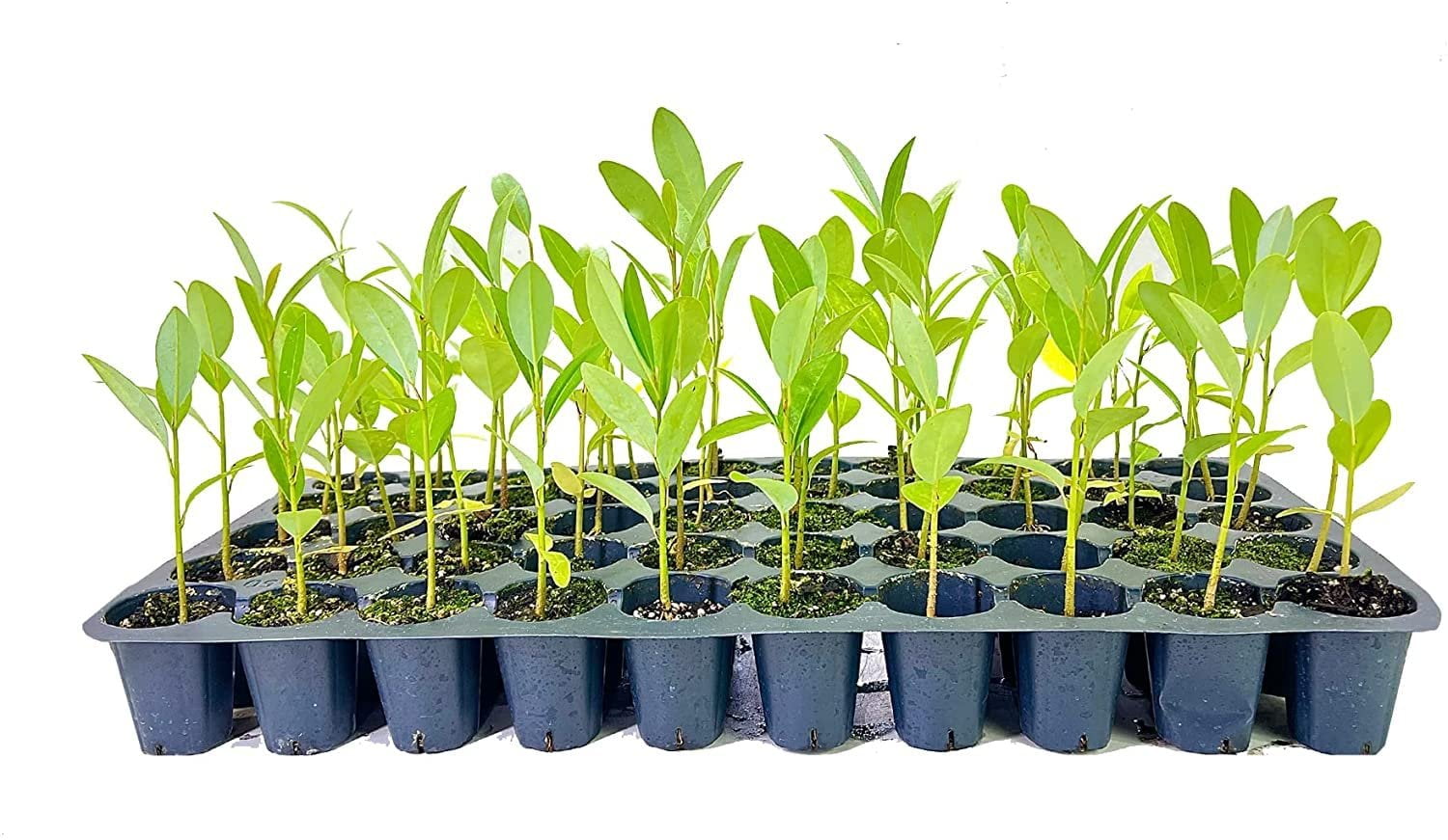 Sweet Bay Magnolia Tree 20 Live Plants Magnolia Virginiana Beautiful ...