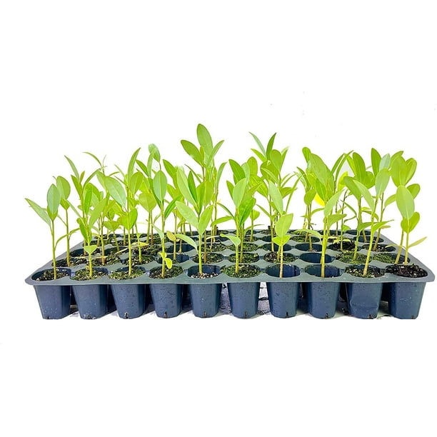 Sweet Bay Magnolia Tree 30 Live Plants Magnolia Virginiana Beautiful ...