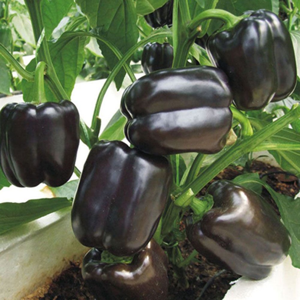 Sweet Bell Pepper Black Horse Seeds Heirloom Vegetable for Planting ...