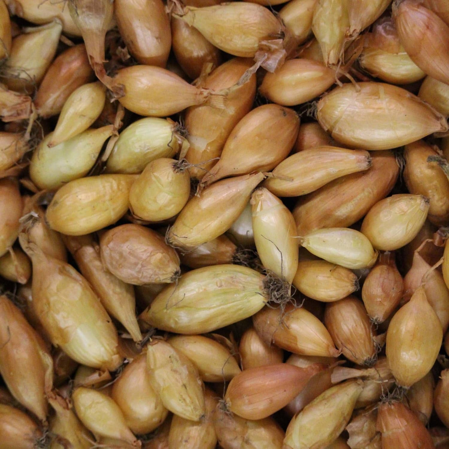 Sweet Candy Hybrid Onion Sets for Planting - Delicious Sweet Onions ...